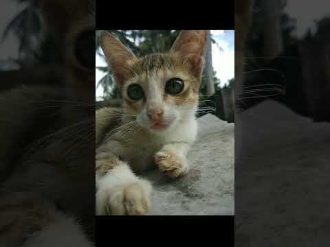 cute kittens images | cute video ๐ | #kitten #cat #images #kittenshorts #shorts #meow #cat