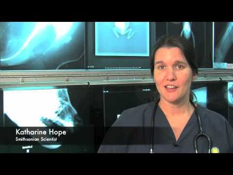 Animal Analyst: Smithsonian Scientist Katharine Hope