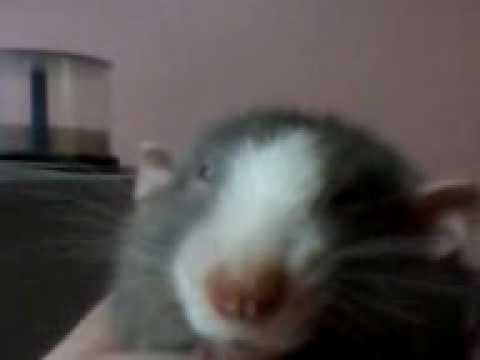 Pet Rat eyes boggling - North