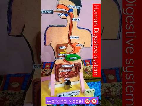 WORKING MODEL OF HUMAN DIGESTIVE SYSTEM ????#shortsfeed #viral #shorts #ytshorts #neet #digestivesystem
