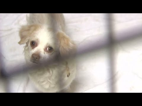 California Deputies Rescue 19 Chihuahuas from 'Unbearable Living Conditions'