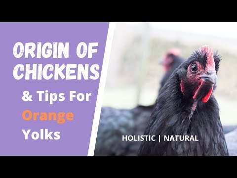 ???? ???? ???? Origin of Chickens & The Secret For Orange Yolks