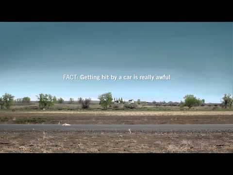 Crash The Myth - Jaywalking