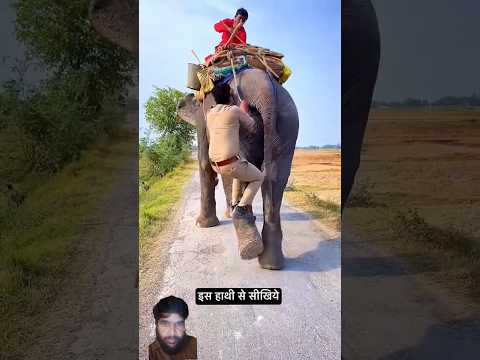 short#video #hathi
