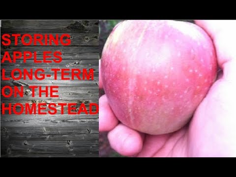 Storing Apples Long Term On The Homestead
