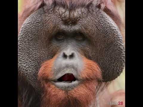 Monkey surprised face #face28
