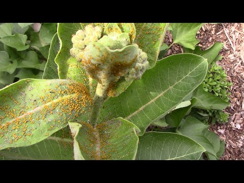 How To Kill Aphids On Milkweed Plants - Bad Oleander Aphid Infestation