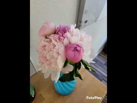 Keep your peonies fresh!