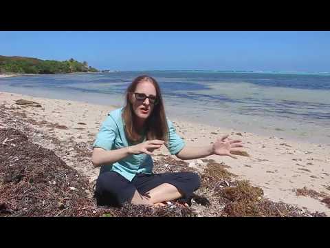 About the Sargasso in Xcalak