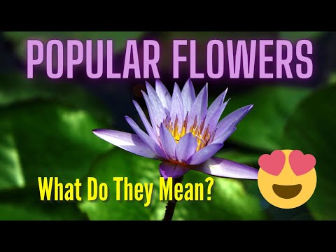 Top 10 Most Popular Flowers Spiritual Meaning 🌹🌹 Spiritual Meaning of Flowers