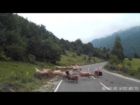 When Sheep Attack the Shepherd | The Recovering Legalist