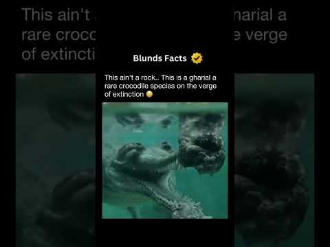 this ain't a rock. this is a gharial a rare crocodile species on the verge of extinction🤯