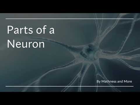 Neurology - Parts of a Neuron