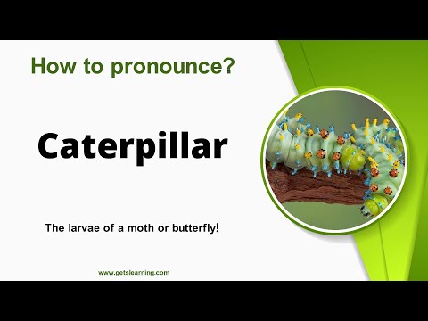 How to pronounce Caterpillar insect in English correctly