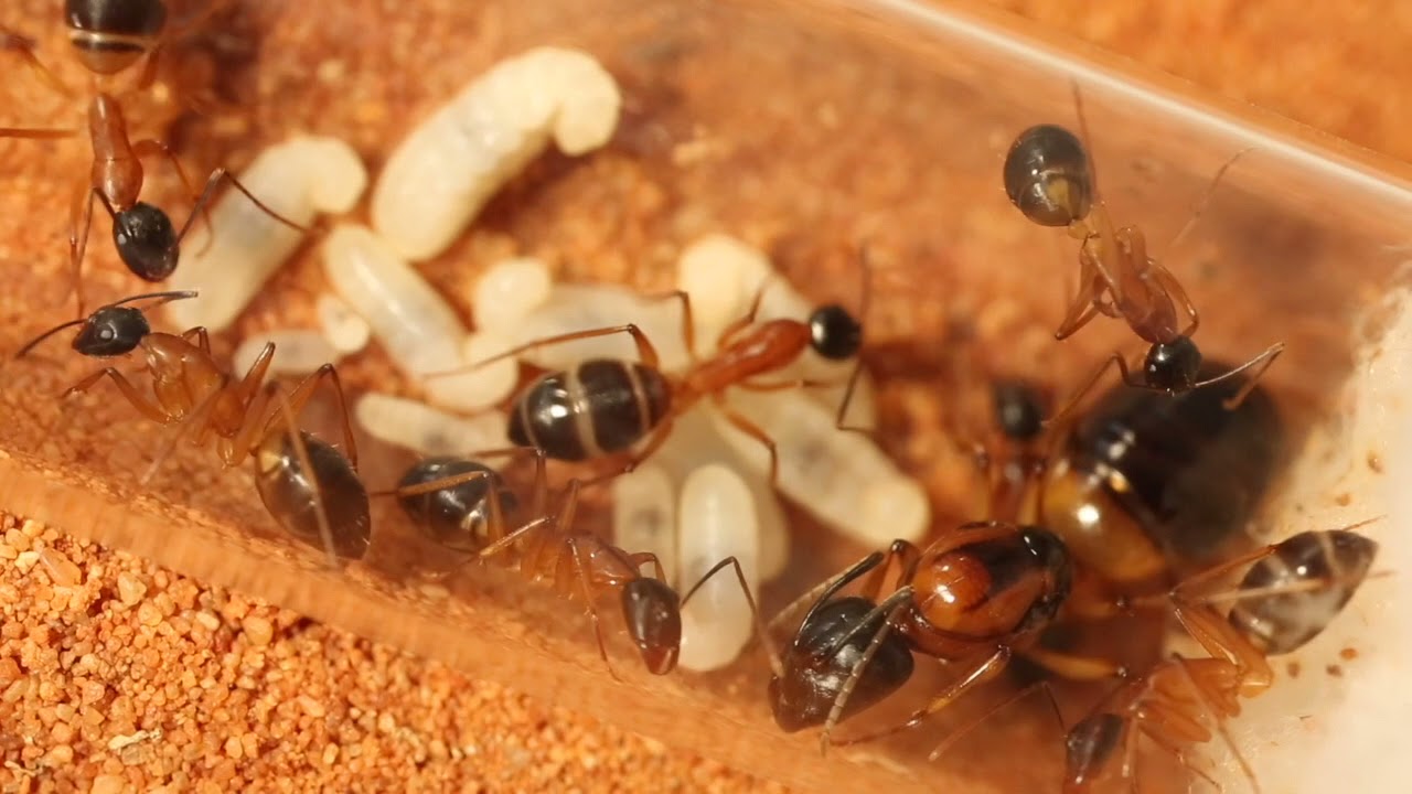 The Secret of How ants Communicate Revealed