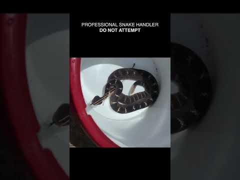 Arizona Black Rattlesnake captured from our Prescott hotline #shorts