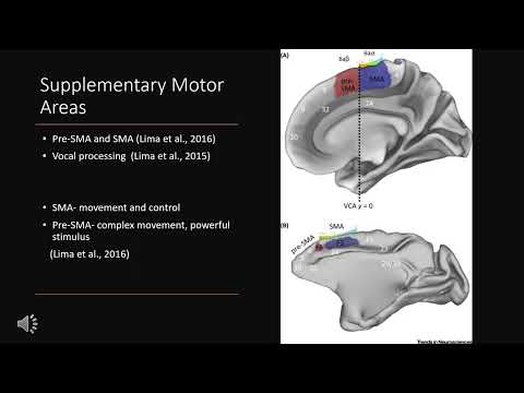 Auditory Imagery