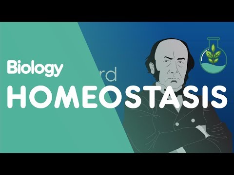 What is Homeostasis? | Physiology | Biology | FuseSchool
