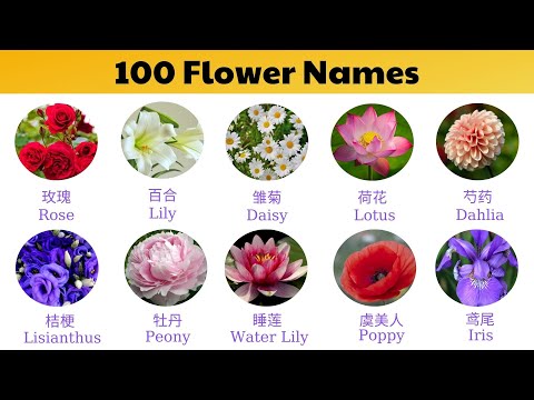 Learn 100 Flower Names in Chinese | 100种花卉名称 | Level Up Your Chinese Vocabulary 🌹 🌿 🌱