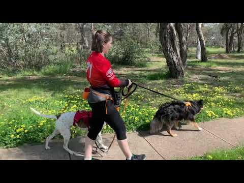 Circle Method for Dog Walking