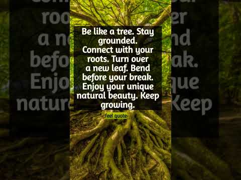 Be like a π΄tree. Stay grounded. #feelquote #shorts #quotes #fyp