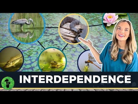 Interactions in an Ecosystem | Interdependence