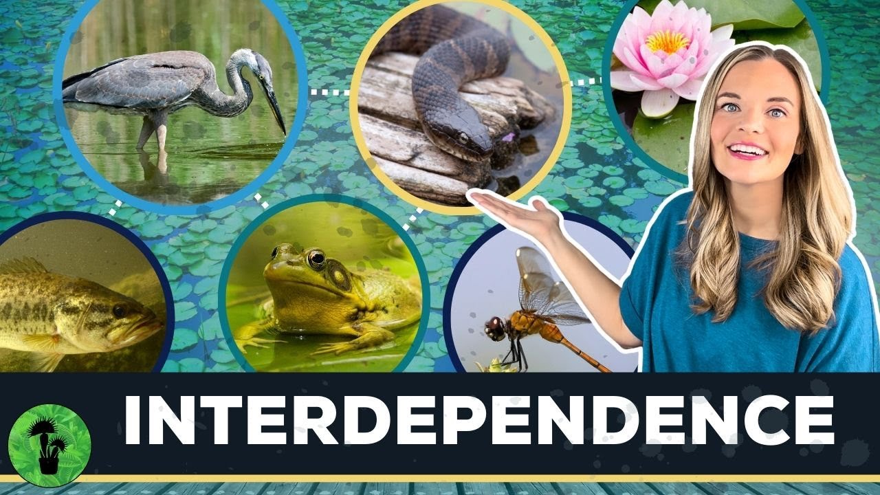 Interactions in an Ecosystem | Interdependence