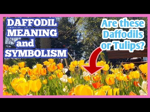 Daffodils: Meaning and Symbolism | Are these Daffodils or Tulips?