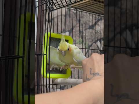 How to Train your bird to Step Up #cockatiel #parrot #petbirds #shots #ytshorts #pets