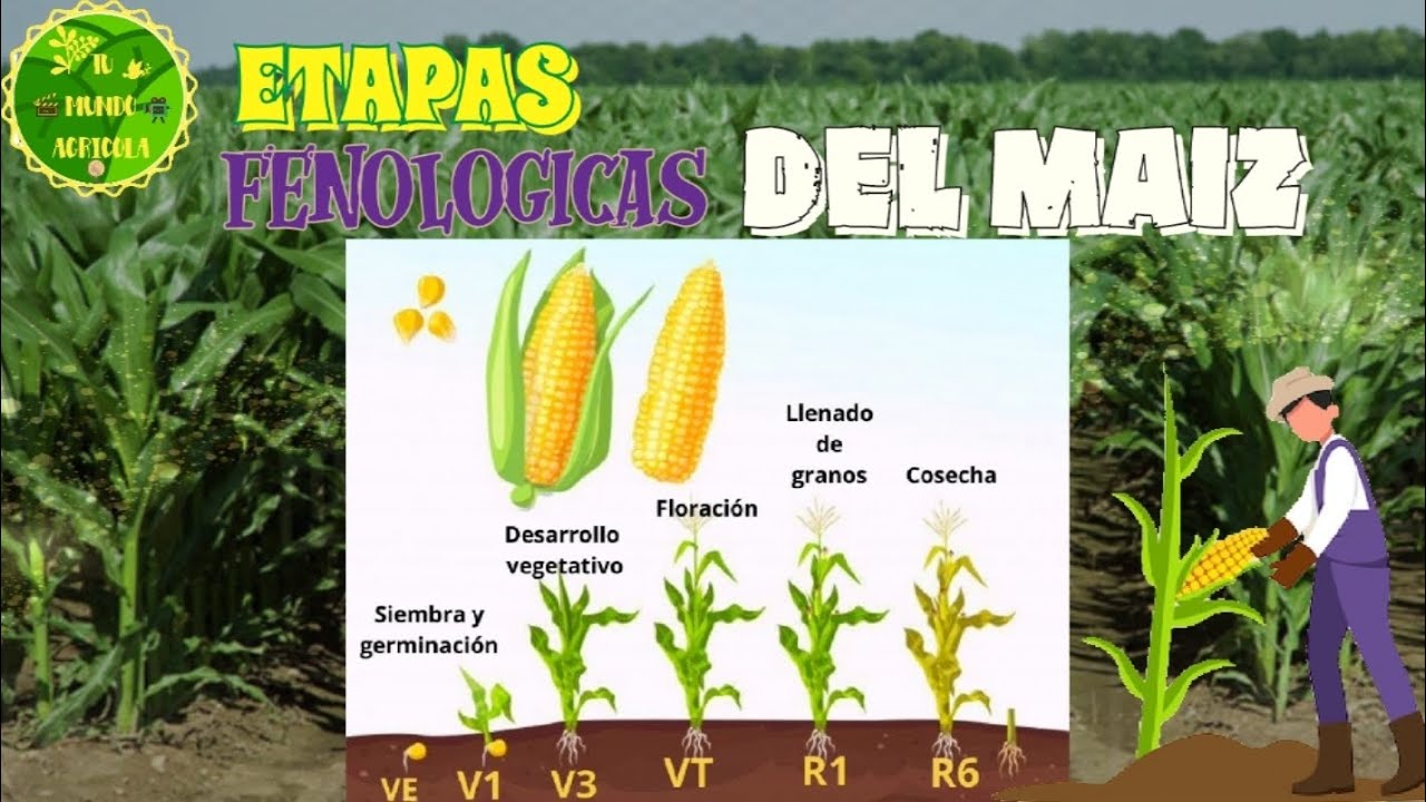 ETAPAS FENOLOGICAS DEL MAIZ/ Fenología del maiz