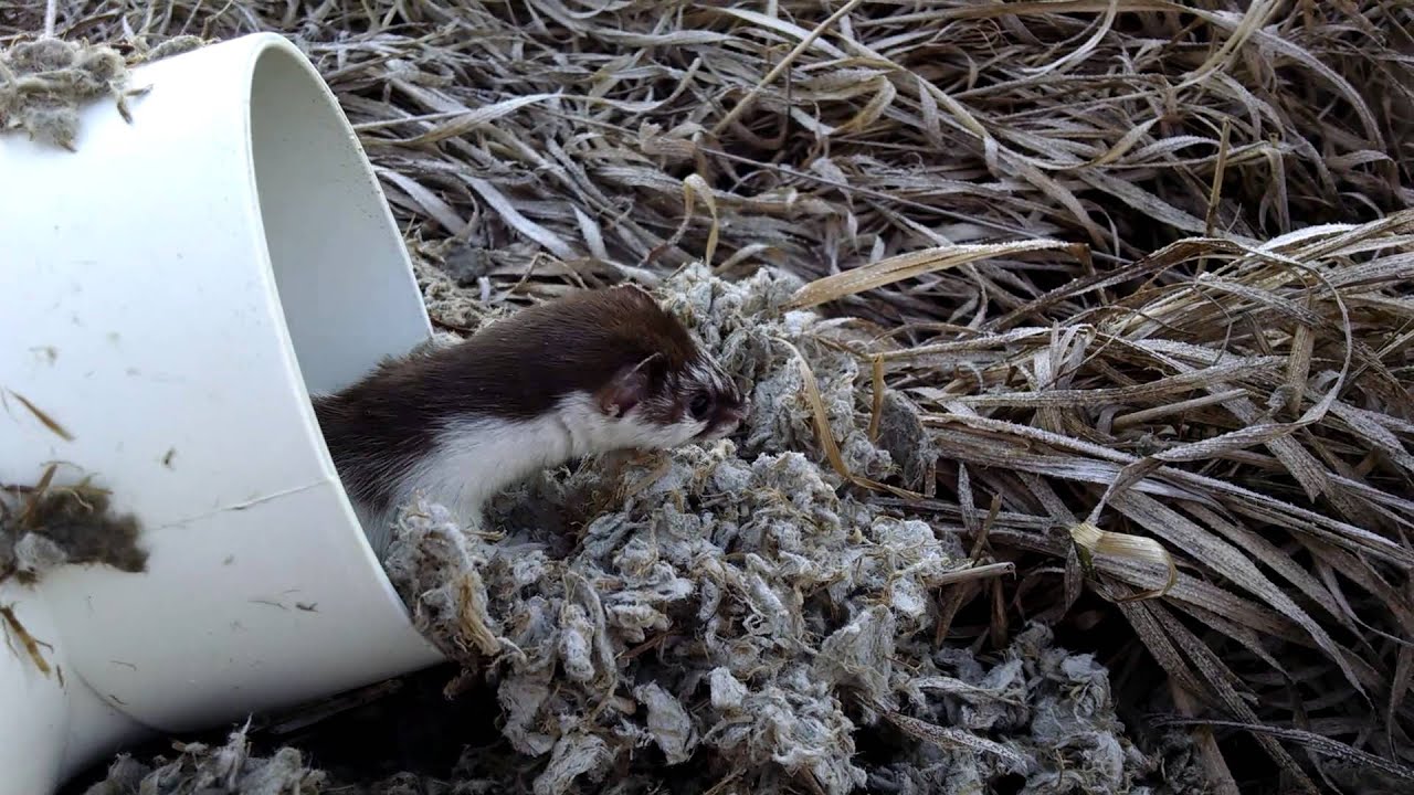 Least Weasel Release