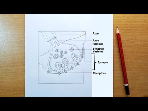 axon terminal and synapse diagram drawing || how to draw axon terminal and synapse diagram