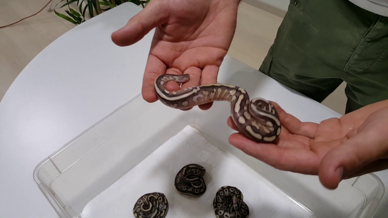 #006 -  How To Sex Ball Pythons