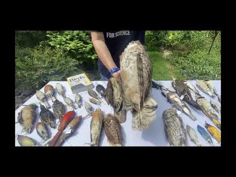 Birds of Virginia with Dr. Robyn Puffenbarger