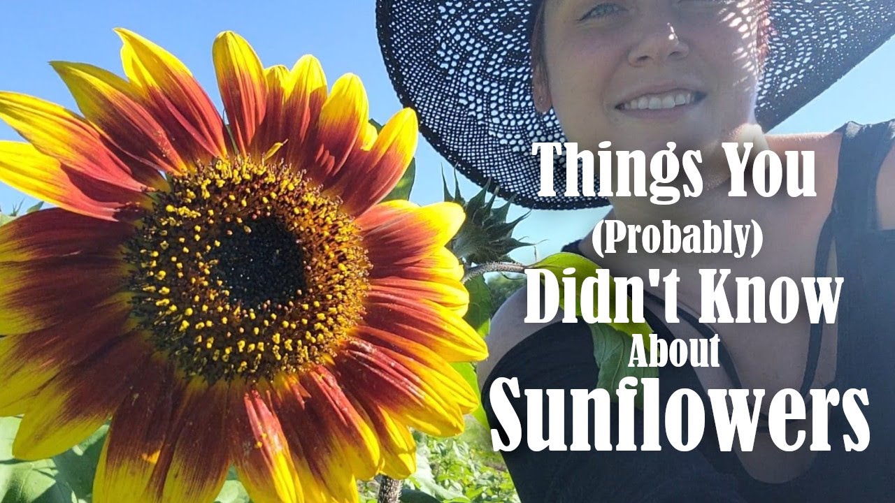 5 Things You (Probably) Didn't Know About Sunflowers