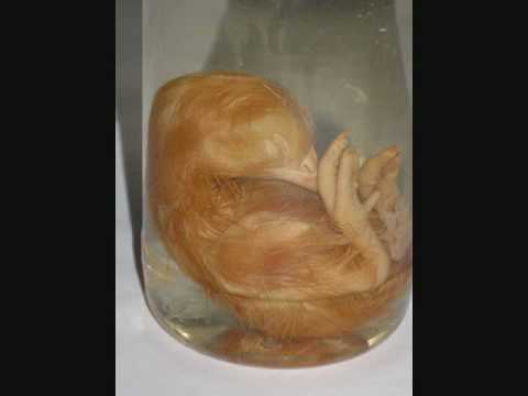 REVIEW OF VERTEBRATE ANIMALS & FETAL PIG.wmv