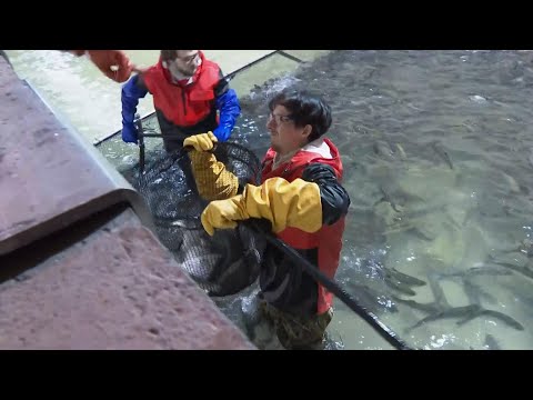 A food bank netted a huge haul of 13,000 fresh salmon. The catch? The fish were still alive