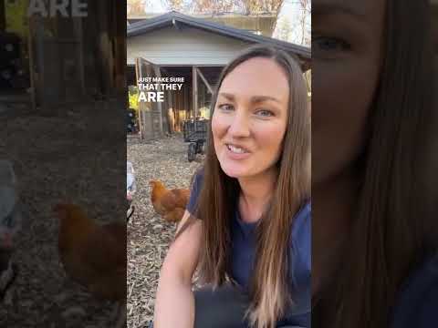 5 protein sources for chickens