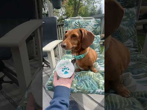 pretty paw print artπ #dachshund #wienerdog #viral #cutepuppy #dachshundpuppy #pawprint #pawprints