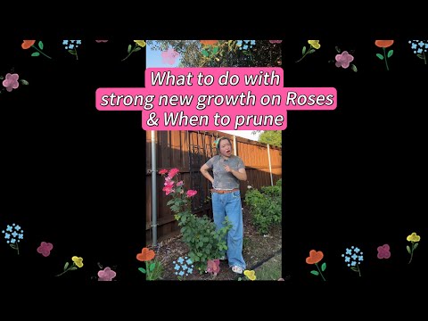 💐What to do with strong new growth on Roses | When to prune | Tips on training climbing Roses 🌹