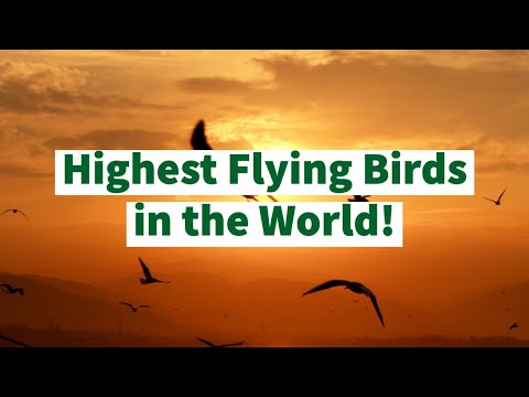 The Highest Flying Birds in the World (#1 Flies Among Airplanes)!