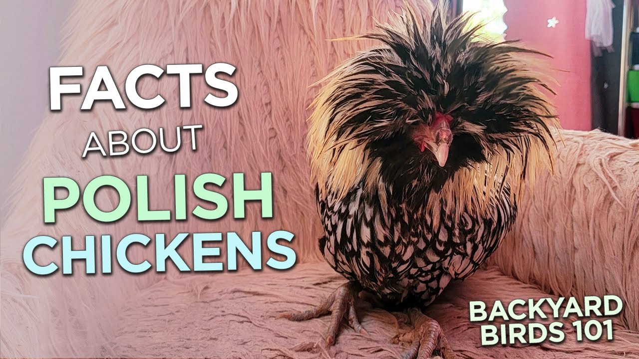 Polish Chicken Breed Facts: What you need to know 101