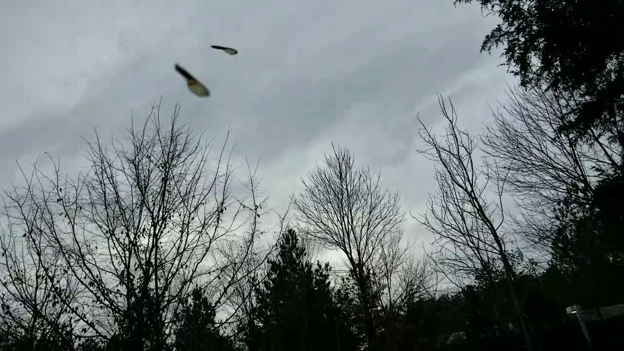 Maple seeds falling / helicopters seeds.