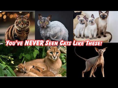 Top 10 Rarest Cat Breeds in the WORLD! #catbreed #rarecats #cats #cutecat #allaboutcats #catlife