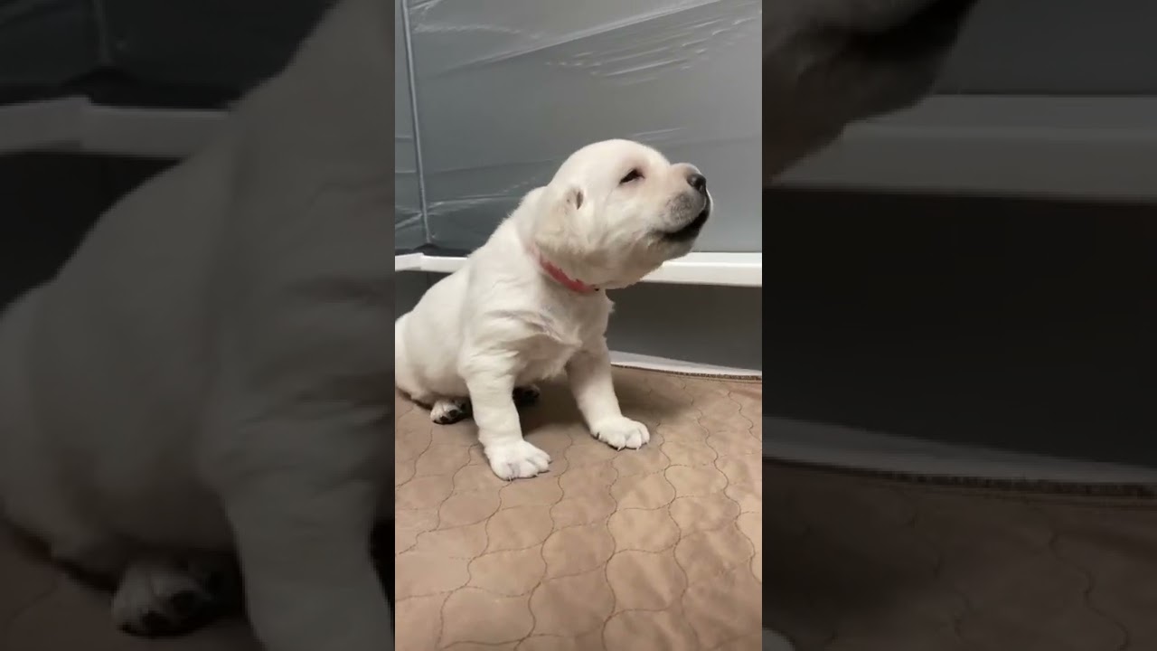 The smile at the end 🐶🥰🐾 #shorts