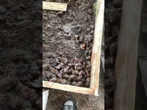 Setting up a snail farm with a limited space for beginners