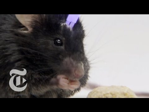 The Appetite Off-Switch | ScienceTake | The New York Times
