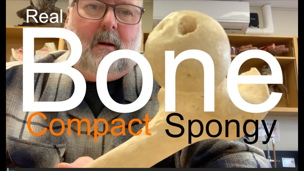 Real Human Bone - compact and spongy