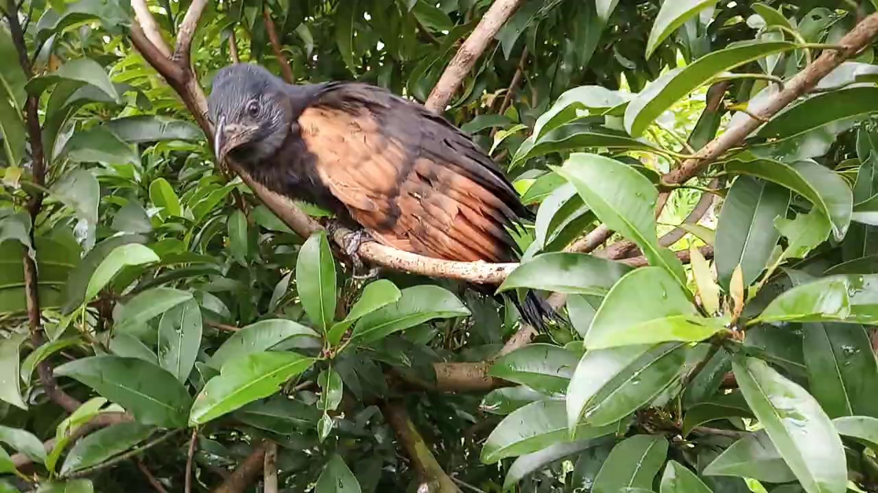 Burung bubut jawa,,semi liar.