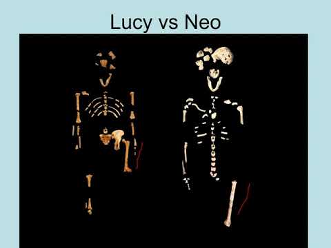 EARLY HOMININ ORIGINS